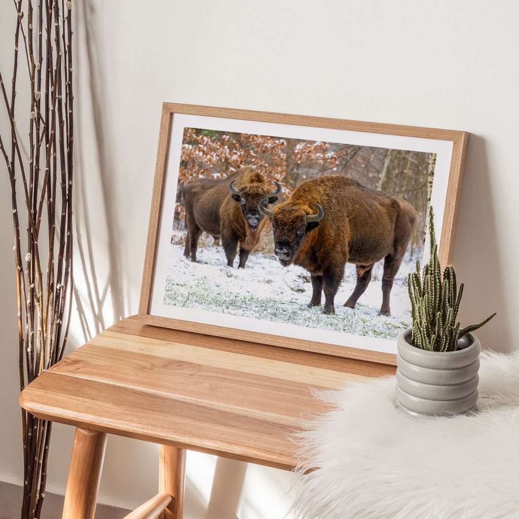 Bison Pair - Wall Art - Choose Size & Frames, Non Toxic Home Decor ...