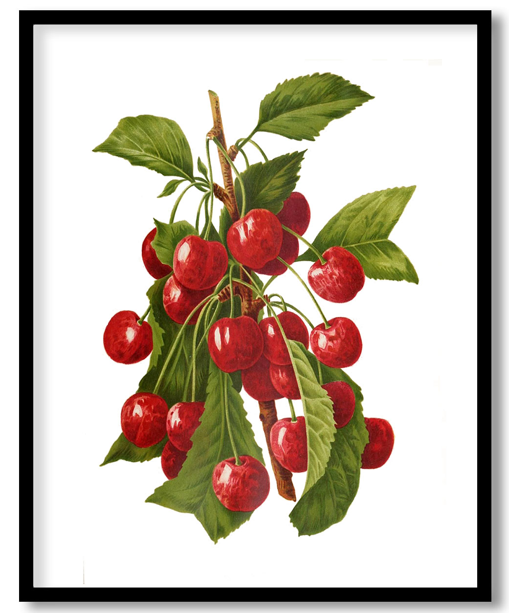 Cherry - Wall Art Decor, Framed Painting, Home Decor - BestOfBharat
