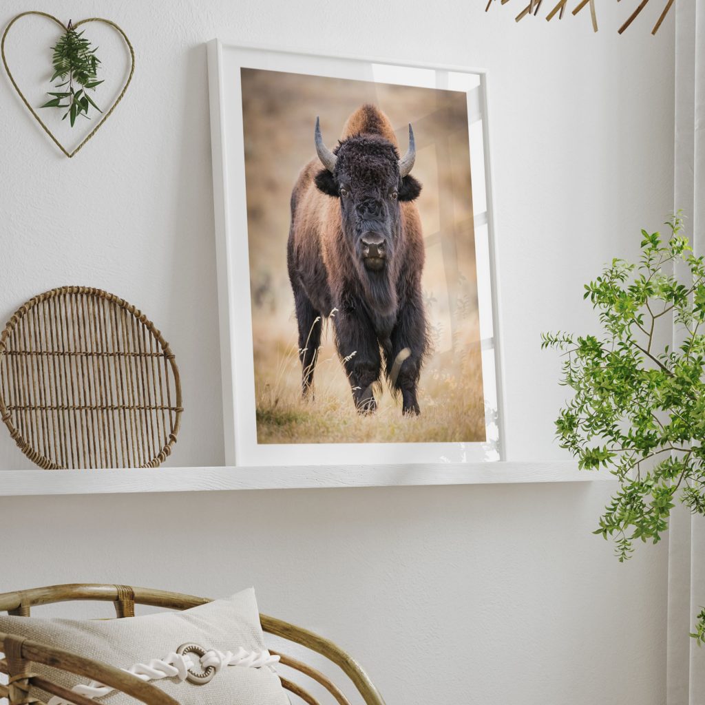American bison - Wall Art - 10+ Sizes, 50+ Frames, Museum Quality ...