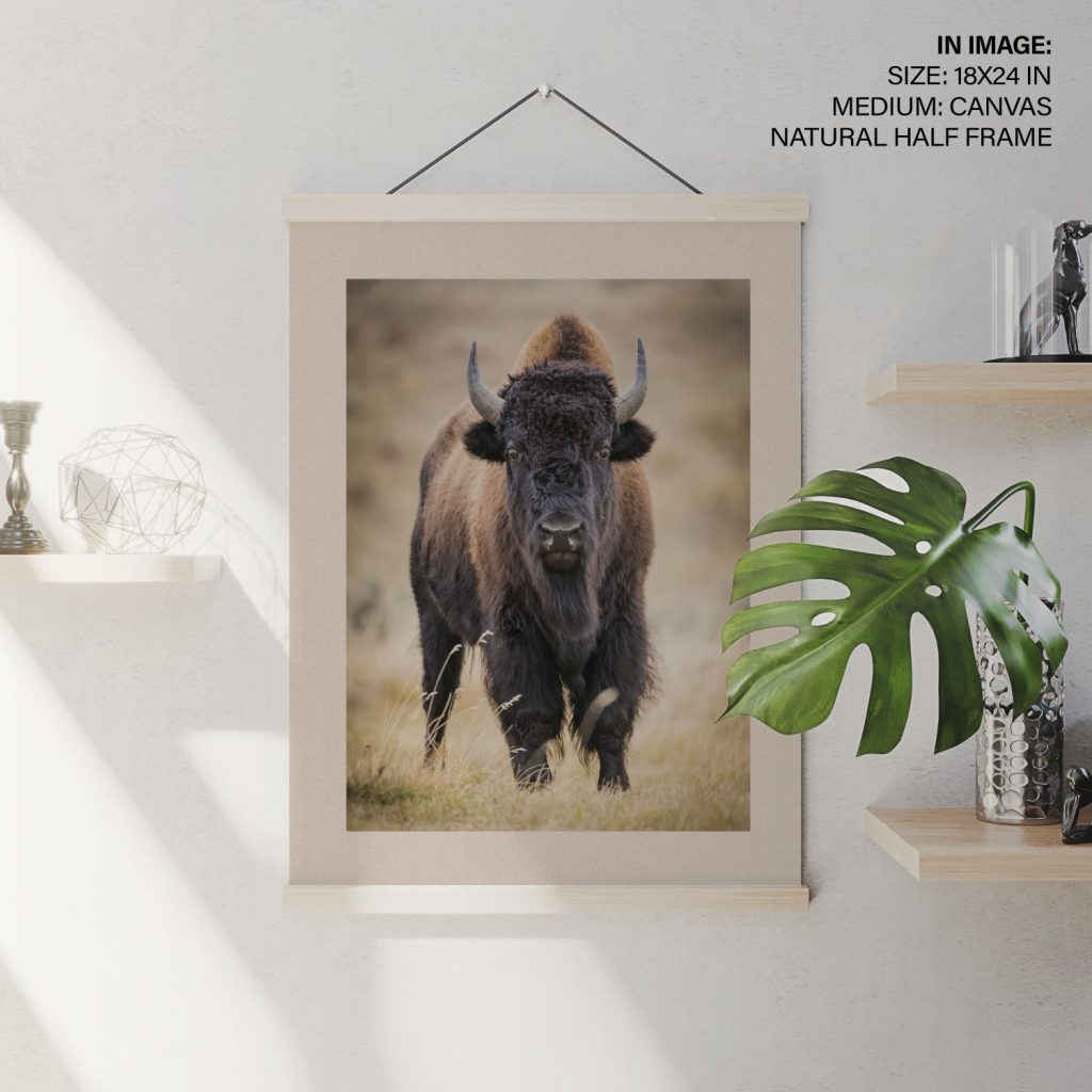American bison - Wall Art - 10+ Sizes, 50+ Frames, Museum Quality ...