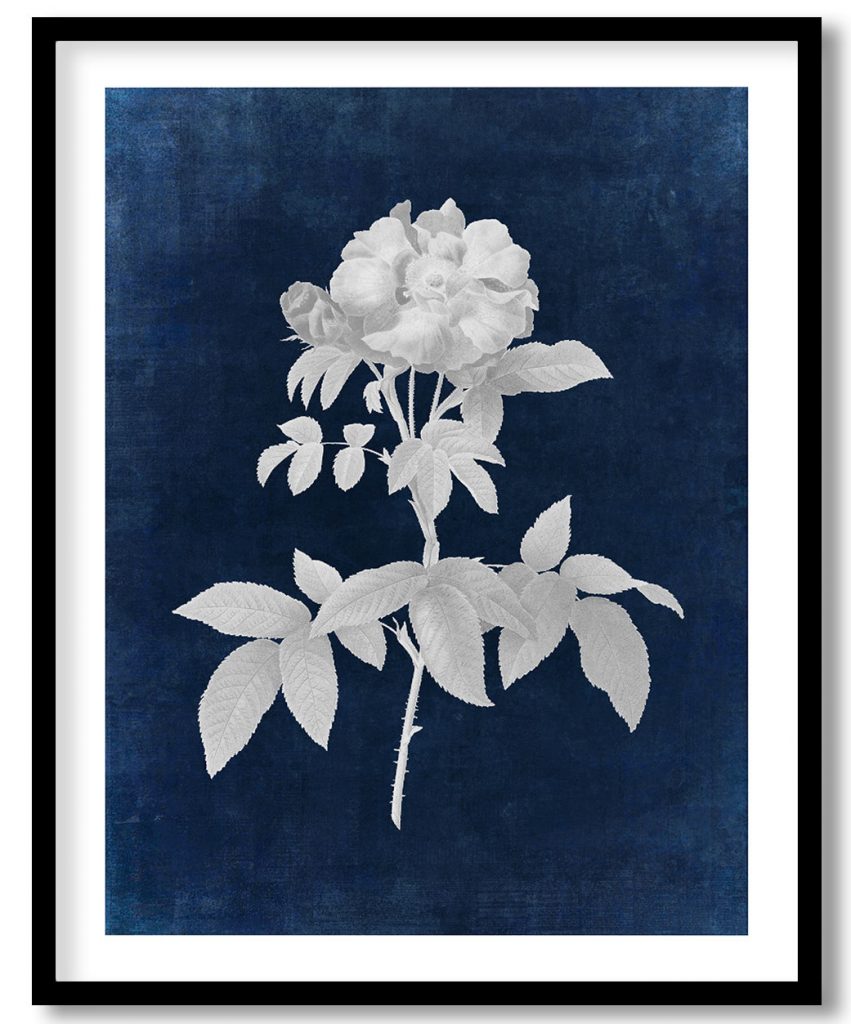 Wall Art | Bluish Leaved Provins Rose - Indigo Pressed | Small to XXXL ...