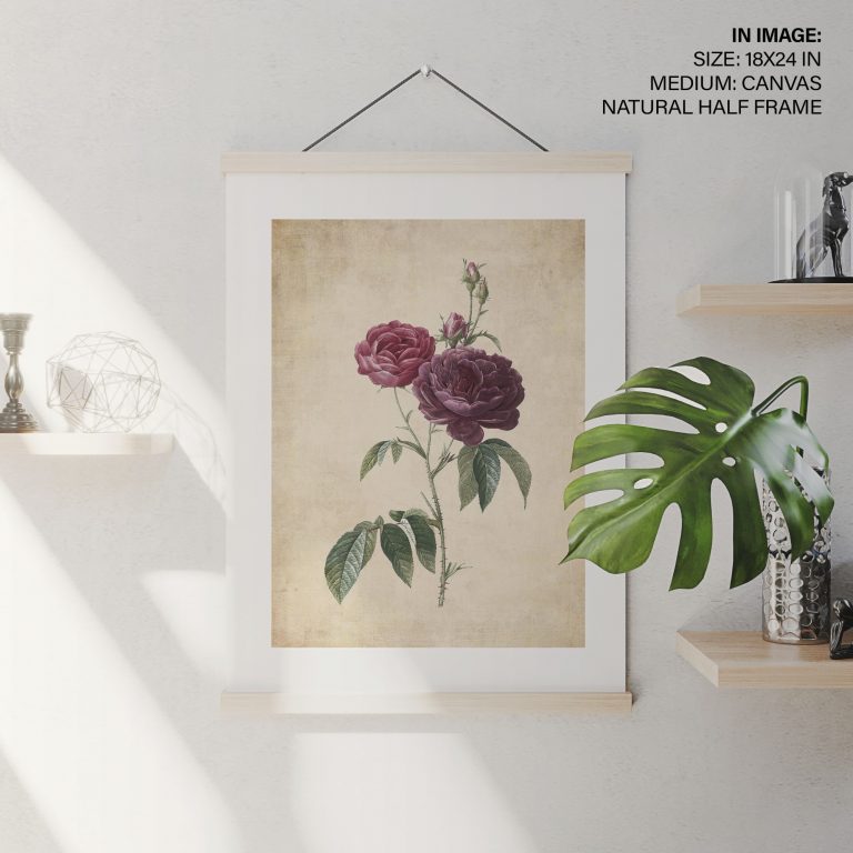 Purple French Rose, Rosa gallica purpuro-violacea magna - Pressed ...