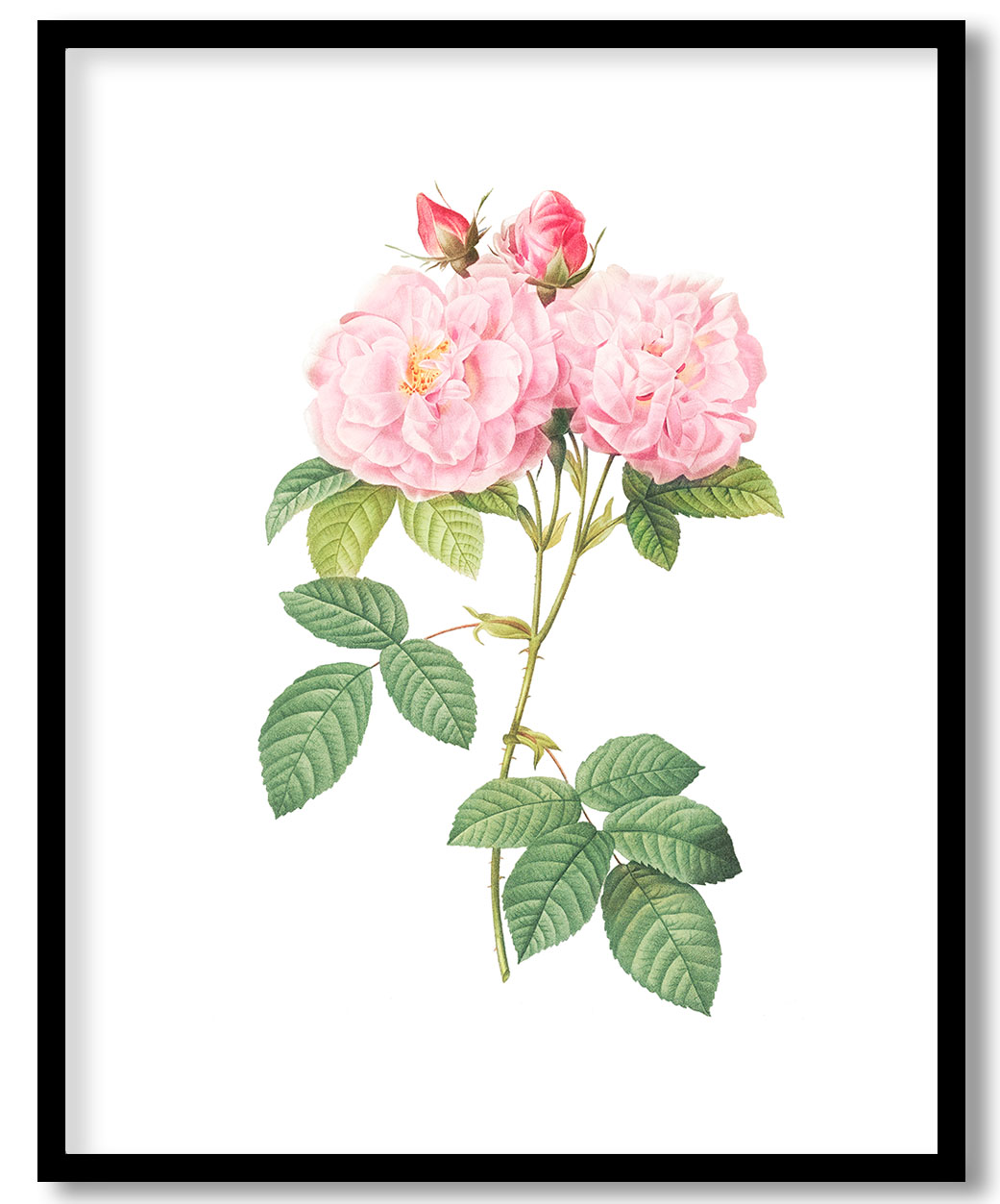 Italian Damask Rose, also known as the Four Seasons of Italy (Rosa ...