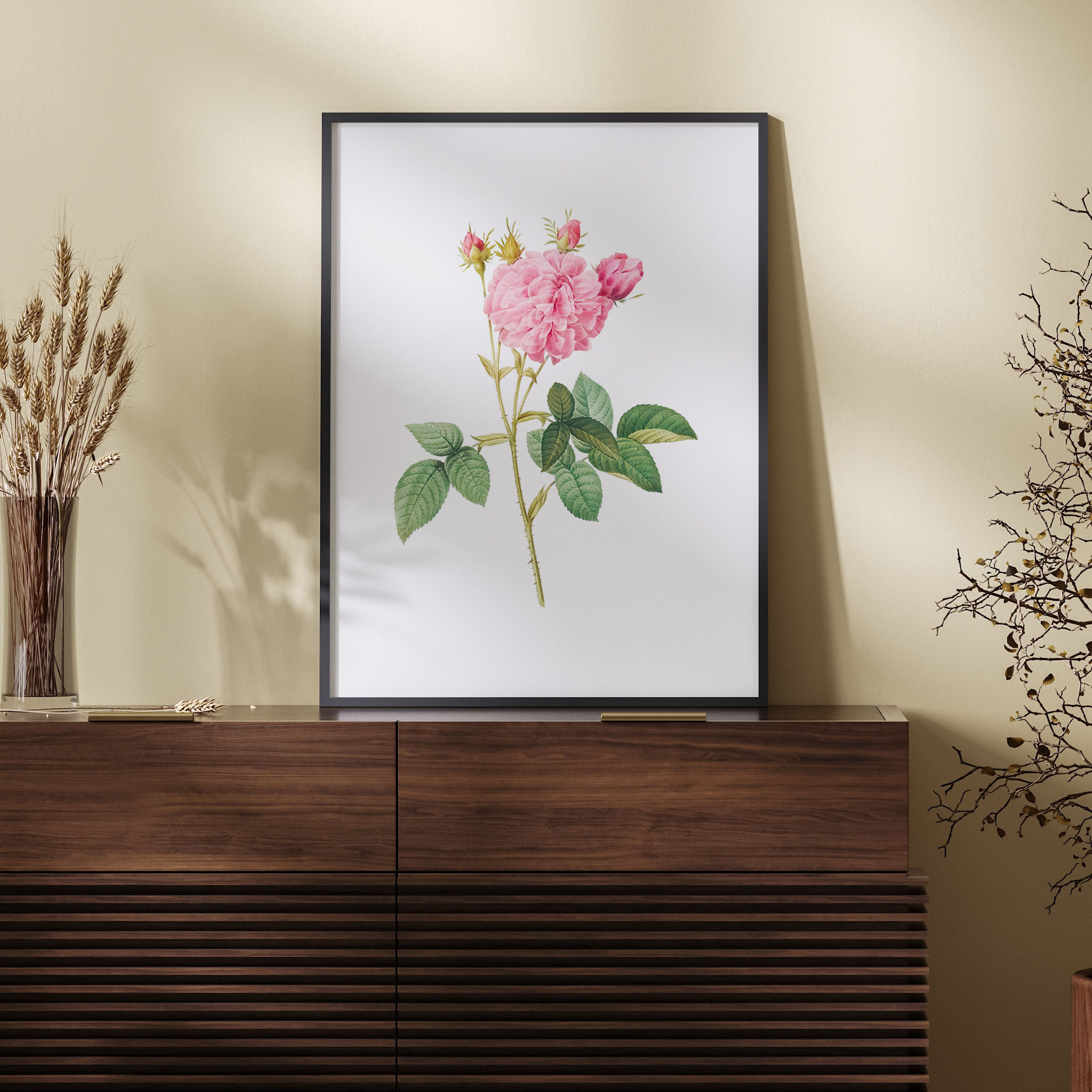 Framed Art | Agatha rose, also known as Rosa gallica-Agatha, Var ...