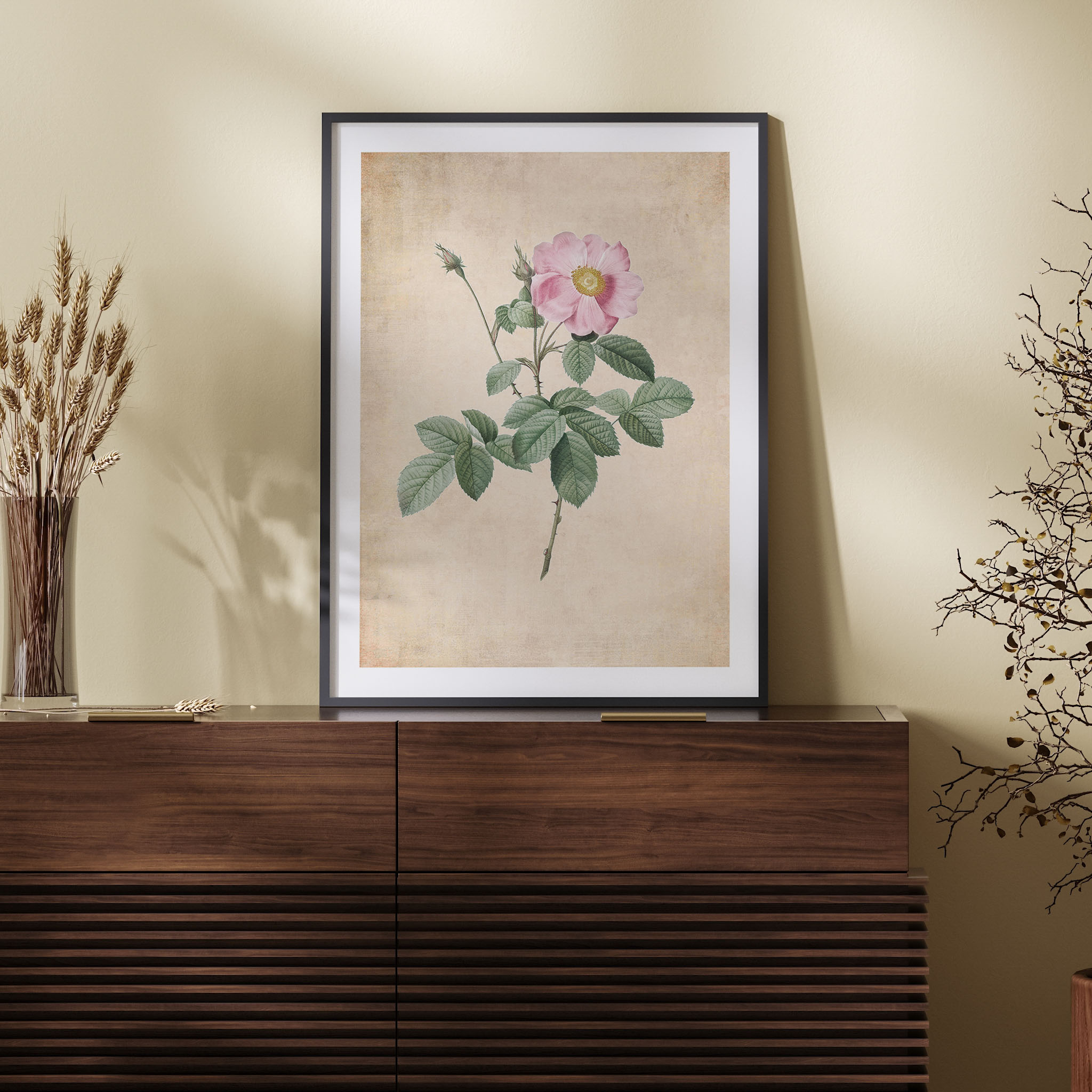 Wall Decor | Single-Flowered Cabbage Rose, Rosa centifolia simplex from ...